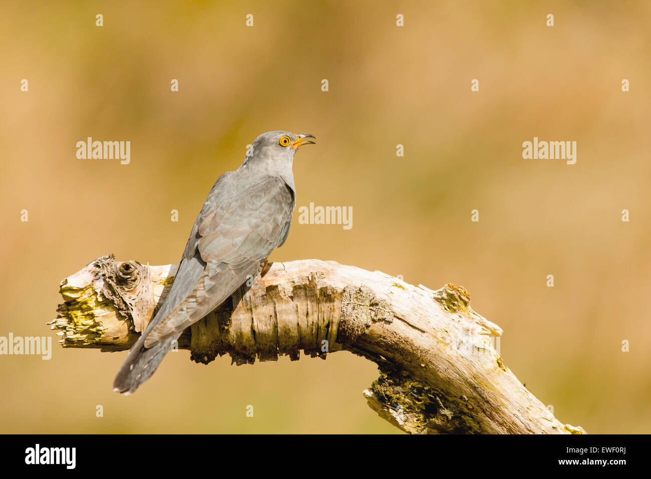 Common Cuckoo calling and looking for food Stock Photo - Alamy