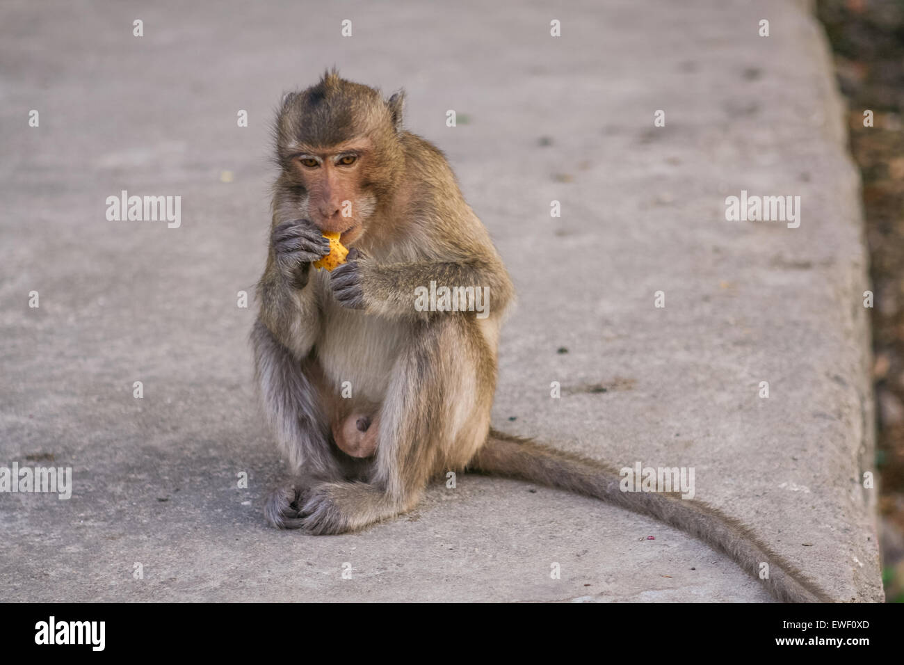 Monkey eats raw banana on the ground Stock Photo - Alamy