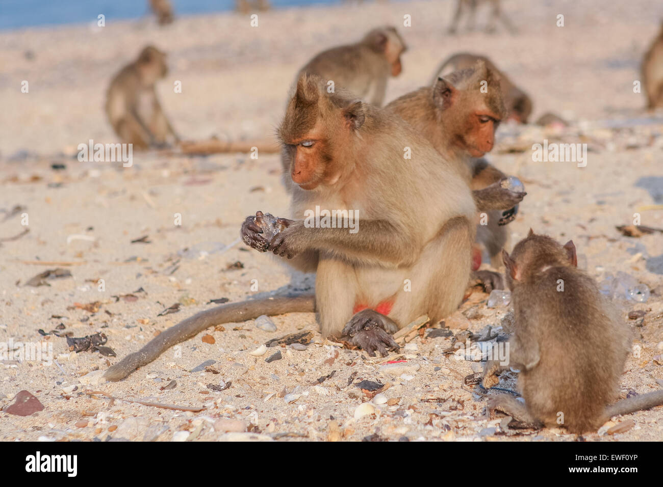 Monkey. Crab-eating macaque seats on the shore of the monkey island ...