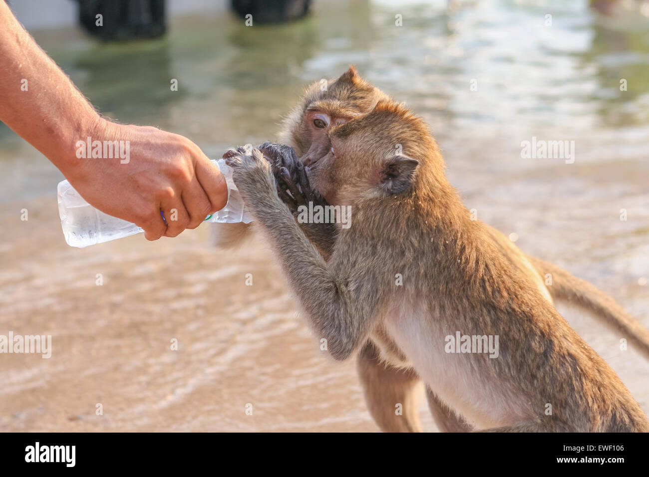Monkey drinks water from a plasic bottle Stock Photo - Alamy