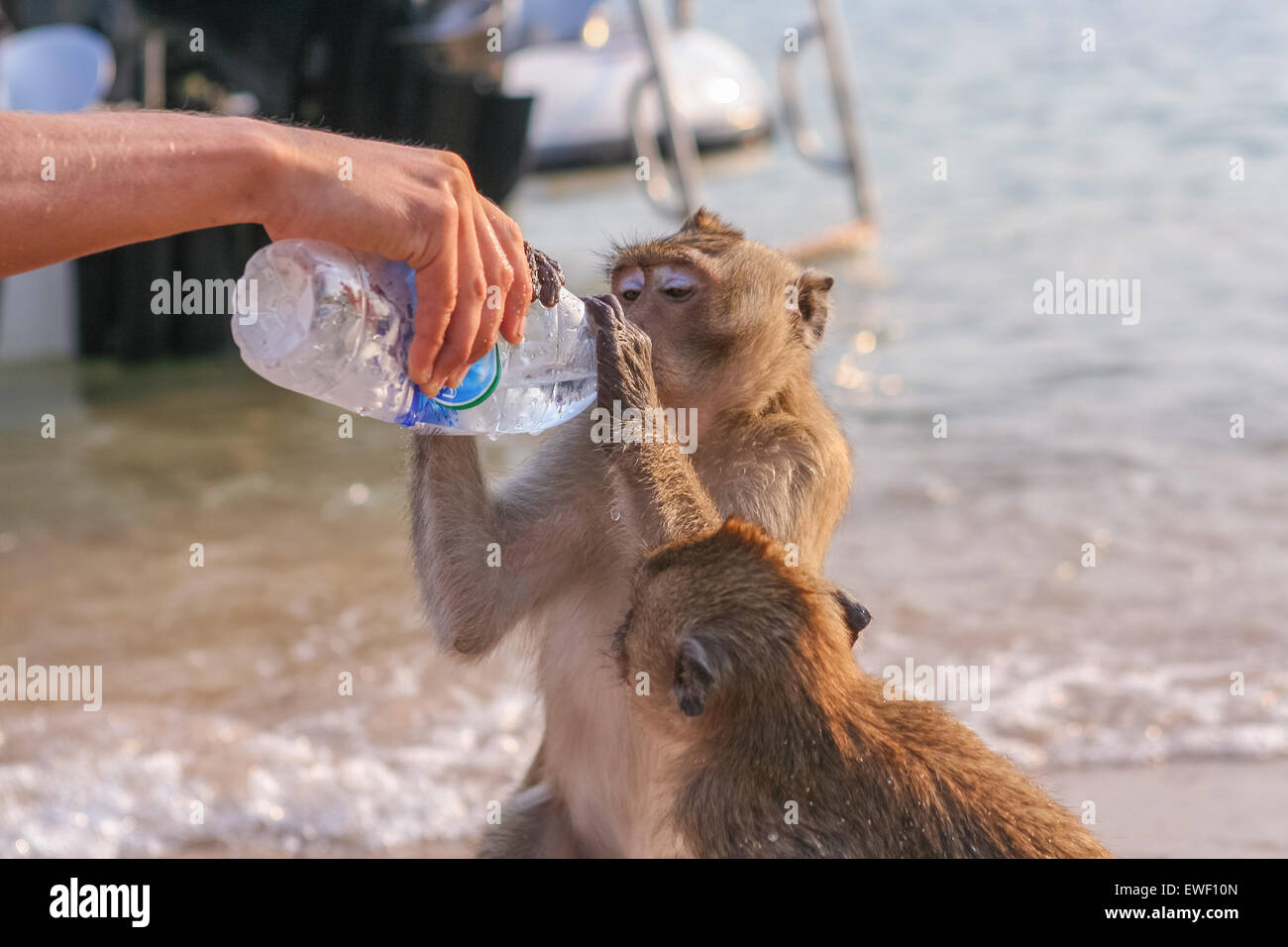 Monkey drinks water from a plasic bottle Stock Photo - Alamy