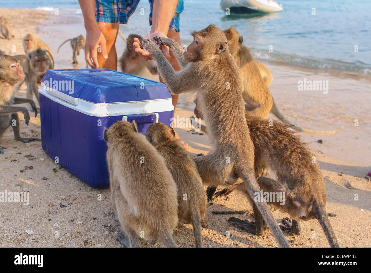 Monkey eats small peace of ice on the island Stock Photo - Alamy
