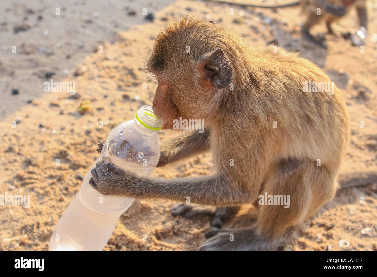 Monkey drinks water from a plasic bottle Stock Photo - Alamy