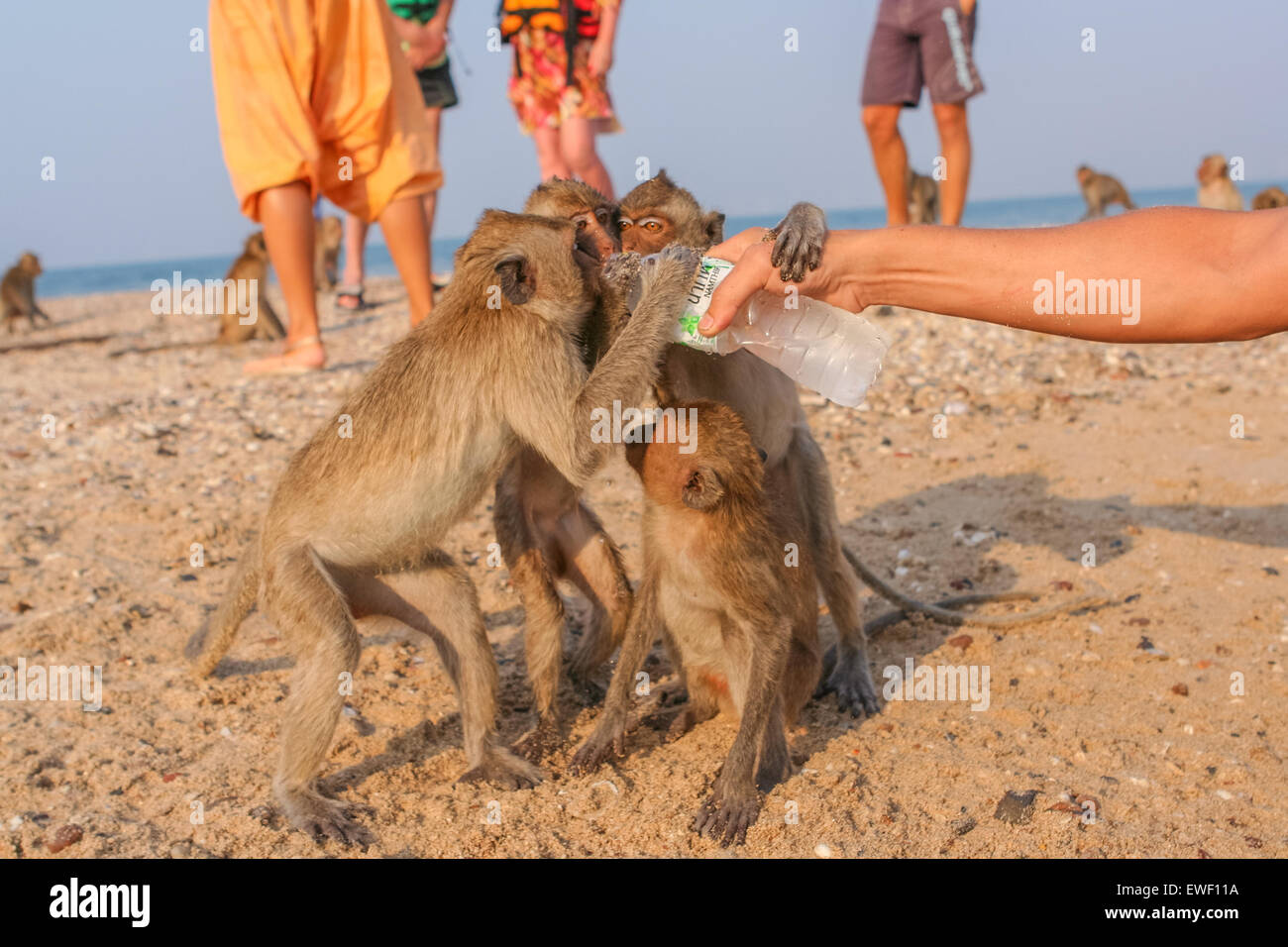 Monkey drinks water from a plasic bottle Stock Photo - Alamy