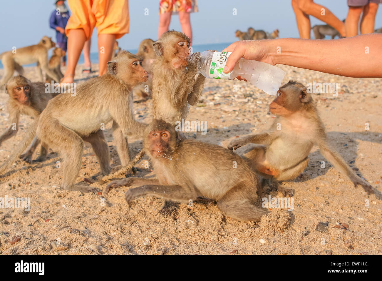 Monkey drinks water from a plasic bottle Stock Photo - Alamy