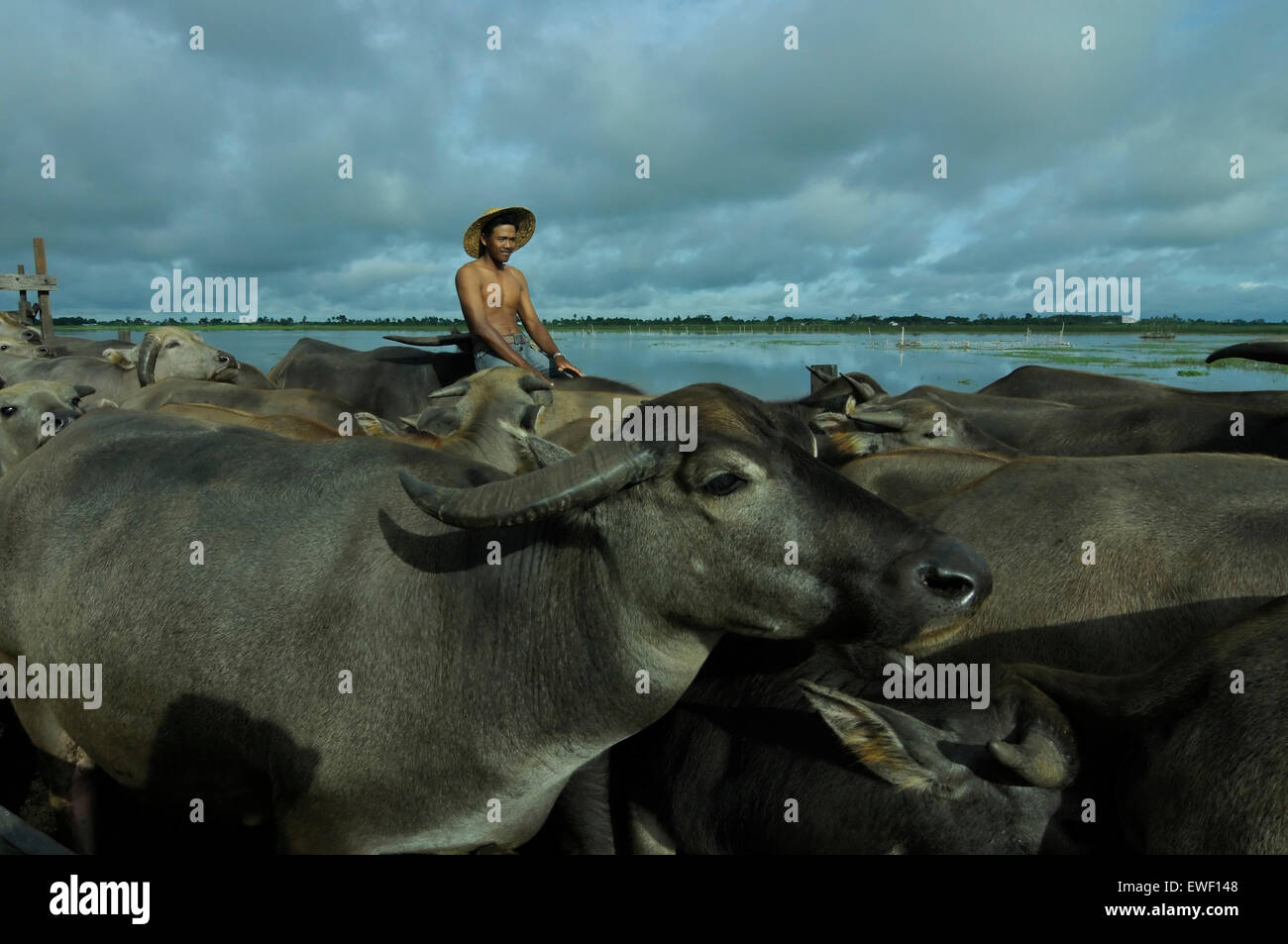 Buffalo swamp hi-res stock photography and images - Alamy