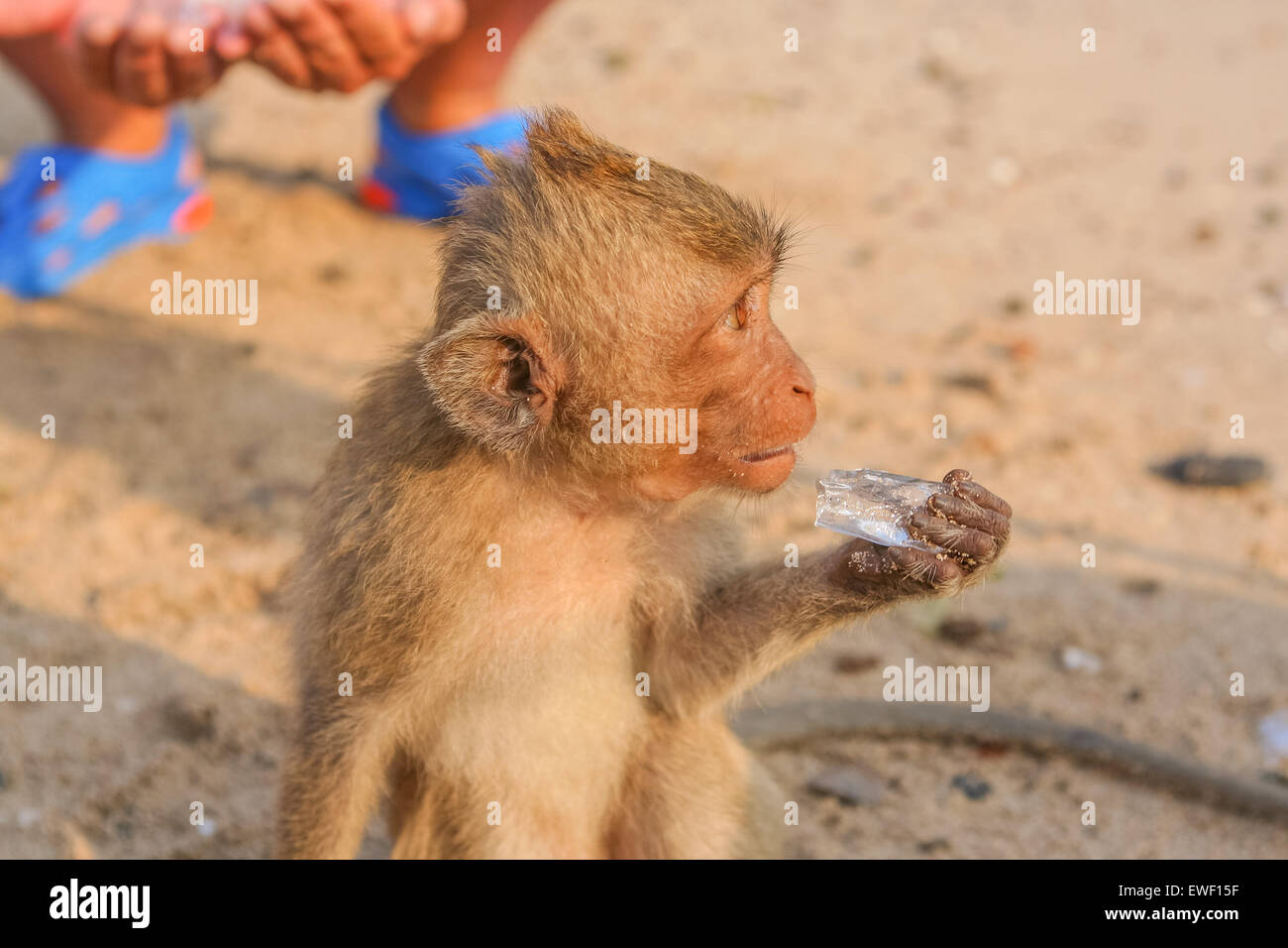 Monkey eats small peace of ice on the island Stock Photo - Alamy