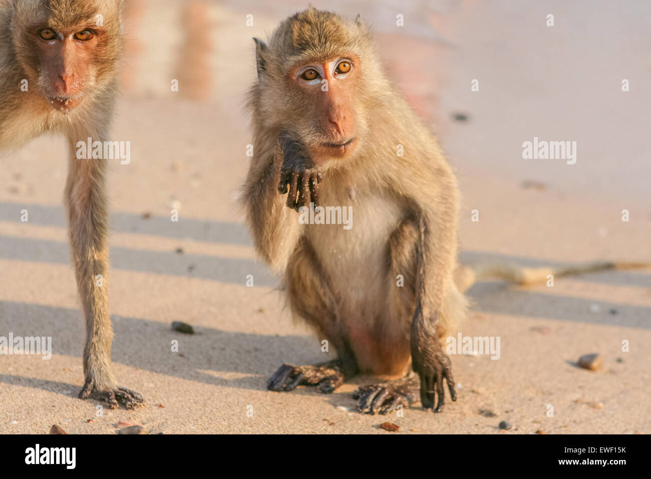 Monkey eats small peace of ice on the island Stock Photo - Alamy