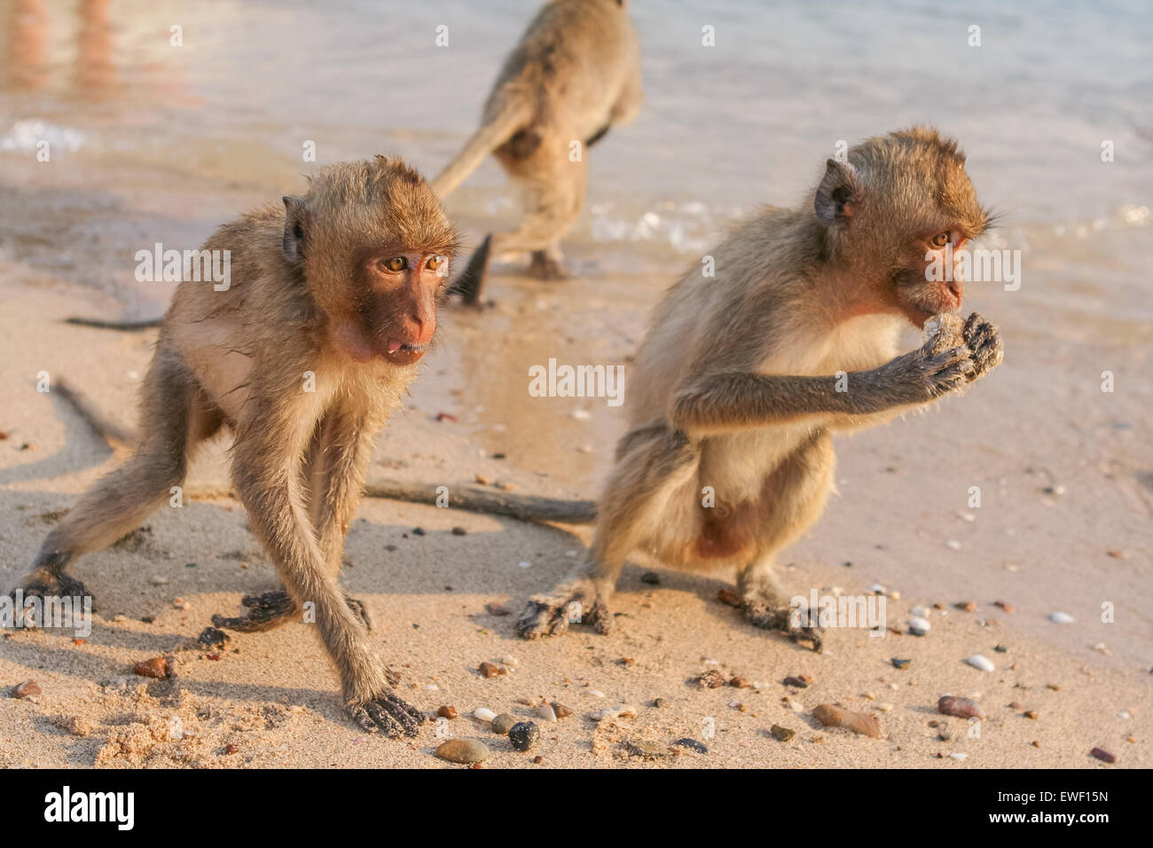 Monkey eats small peace of ice on the island Stock Photo - Alamy