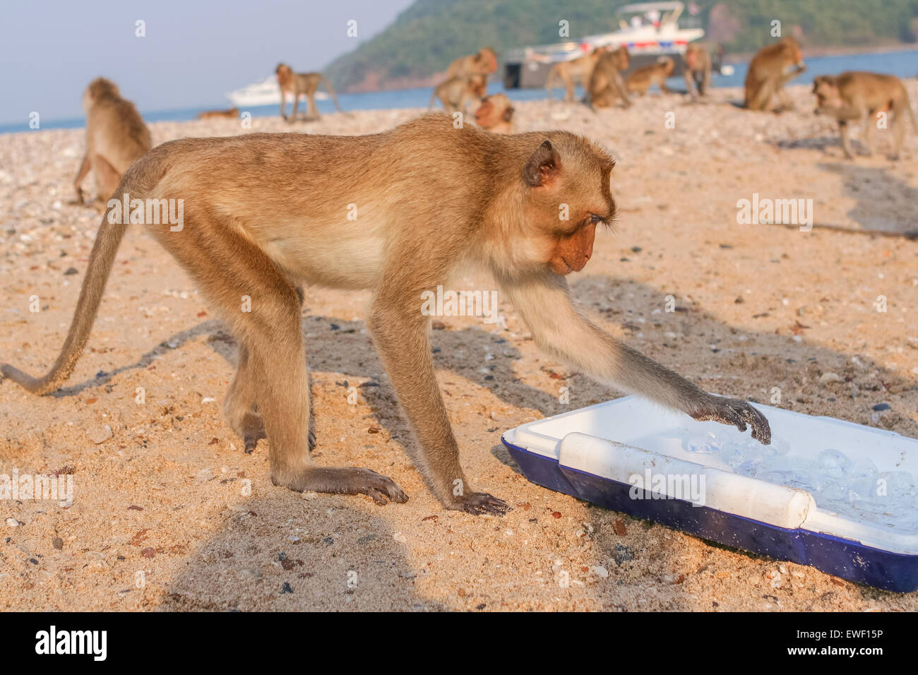 Monkey eats small peace of ice on the island Stock Photo - Alamy