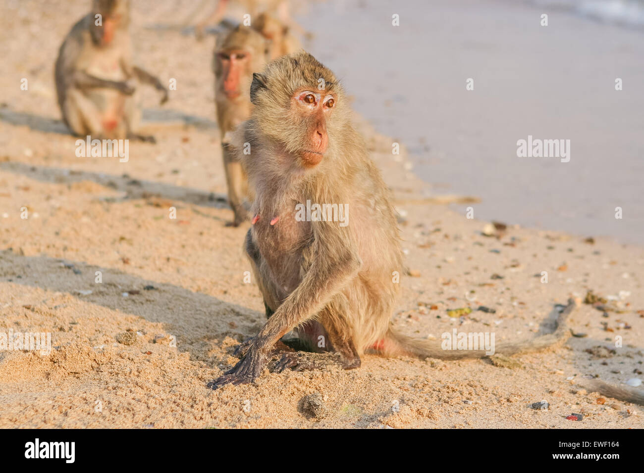 Monkey. Crab-eating macaque seats on the shore of the monkey island ...