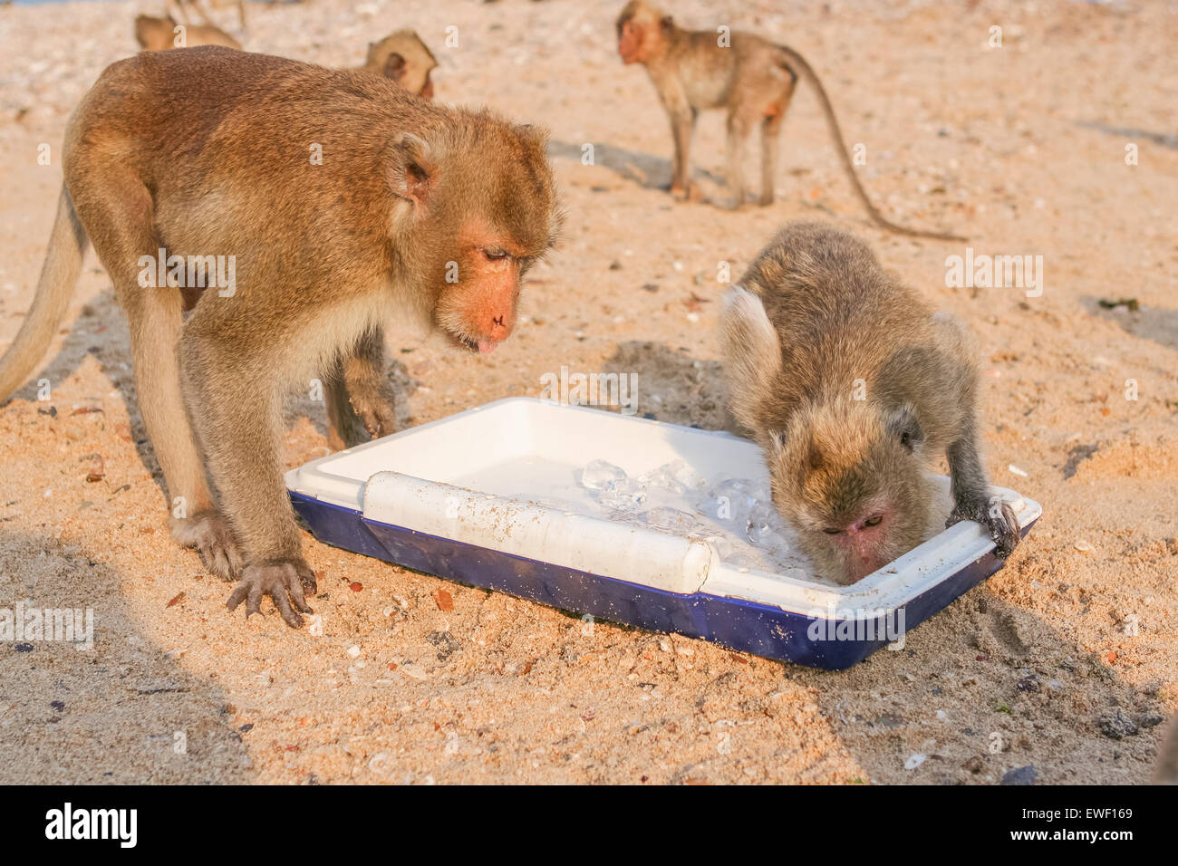 Monkey eats small peace of ice on the island Stock Photo - Alamy