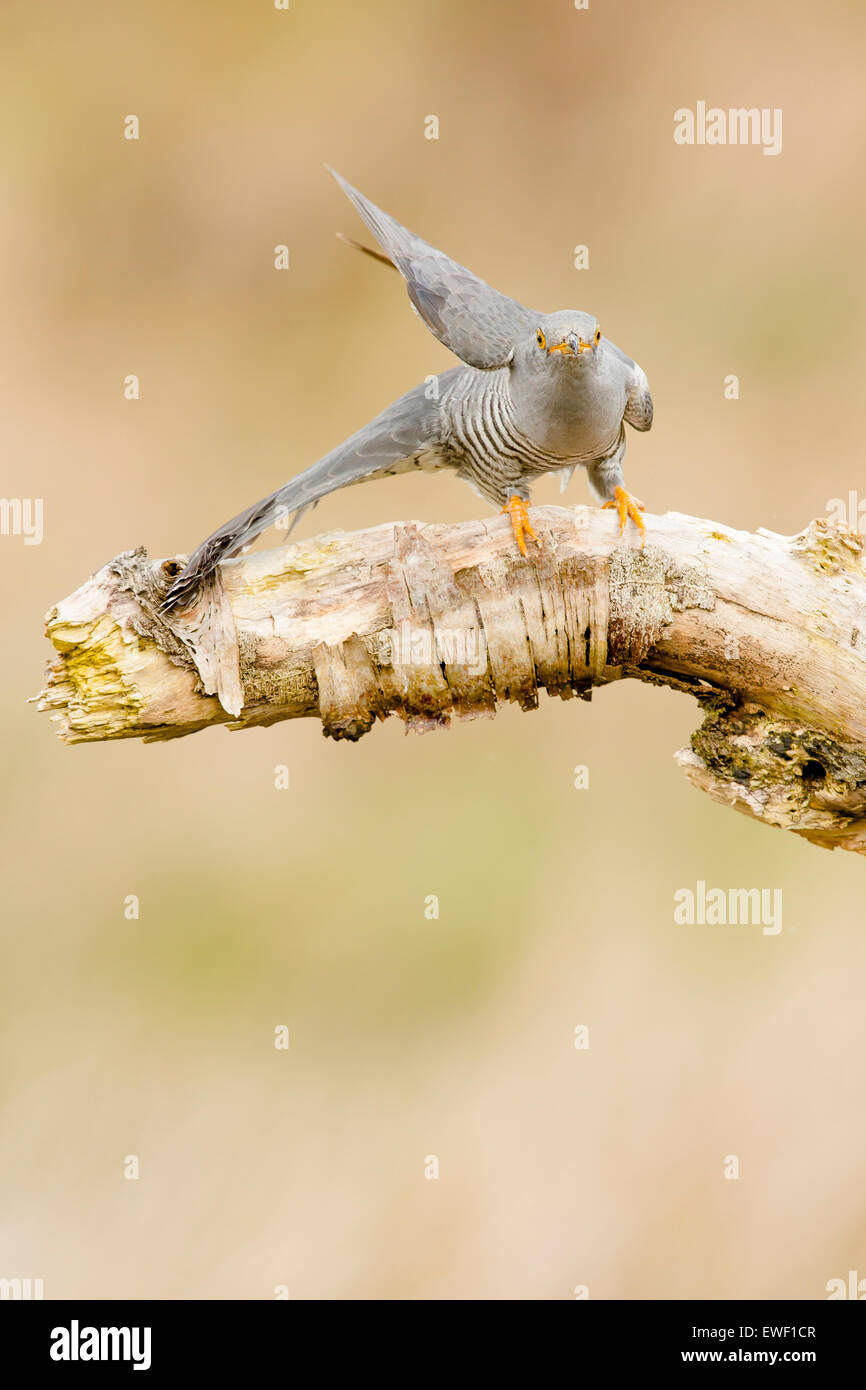 Cuckoo hi-res stock photography and images - Alamy