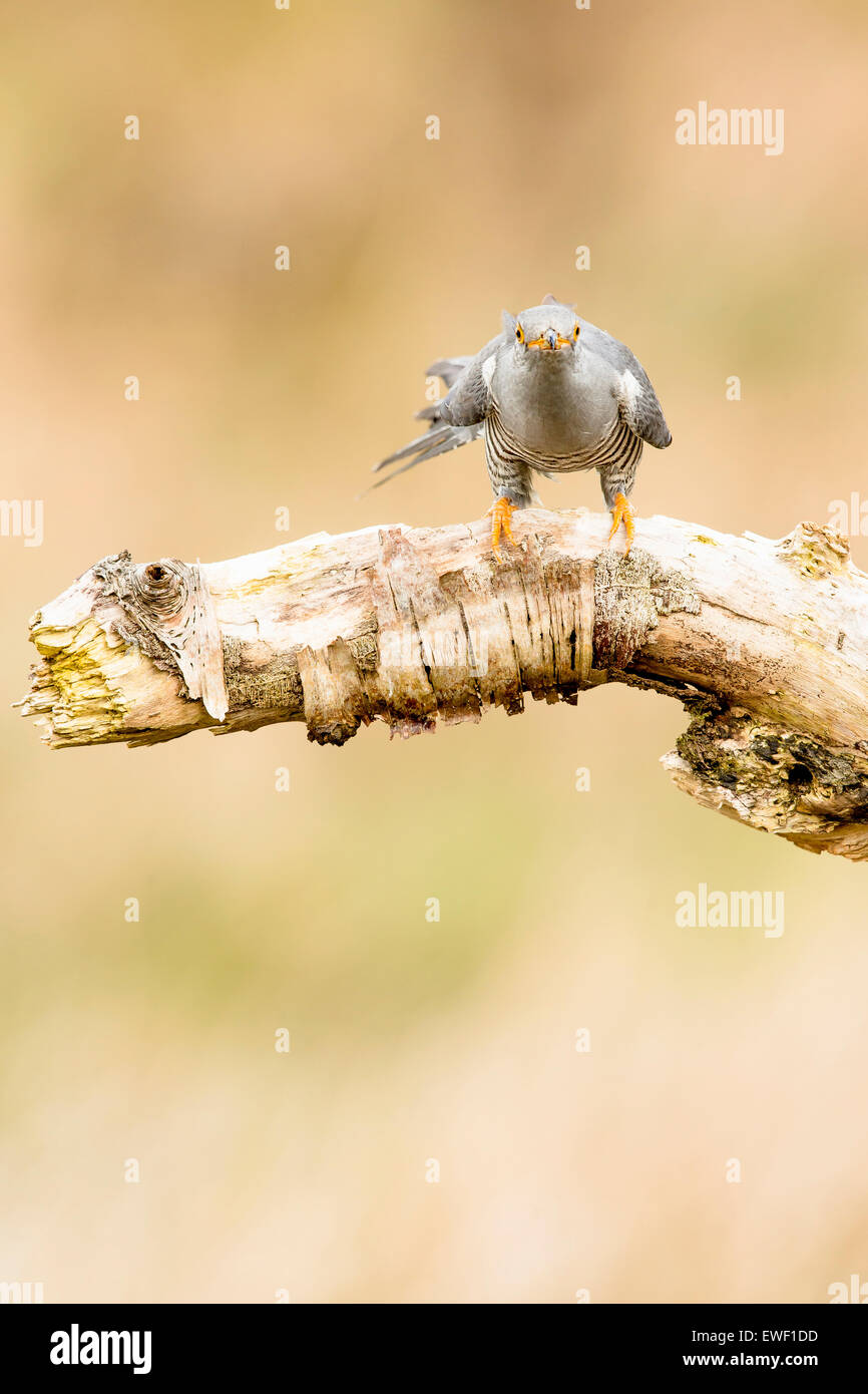 Common Cuckoo calling and looking for food Stock Photo - Alamy