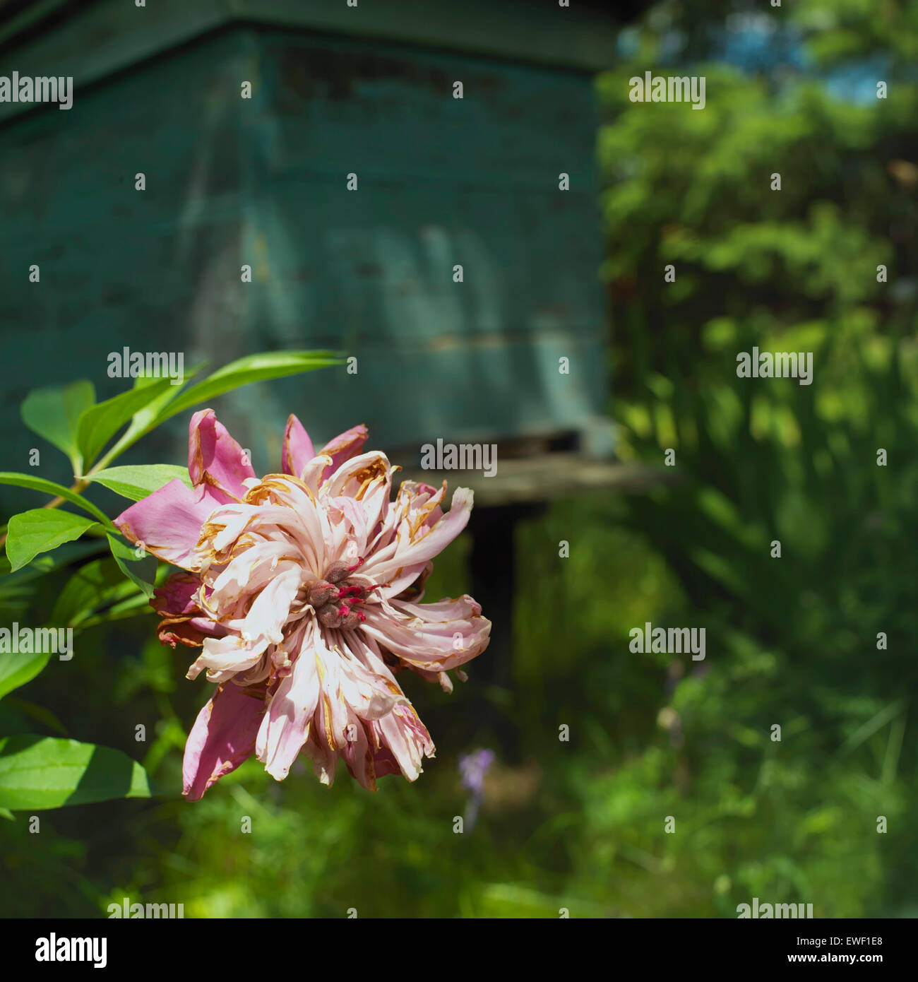 Fading pink peonies i Stock Photo - Alamy