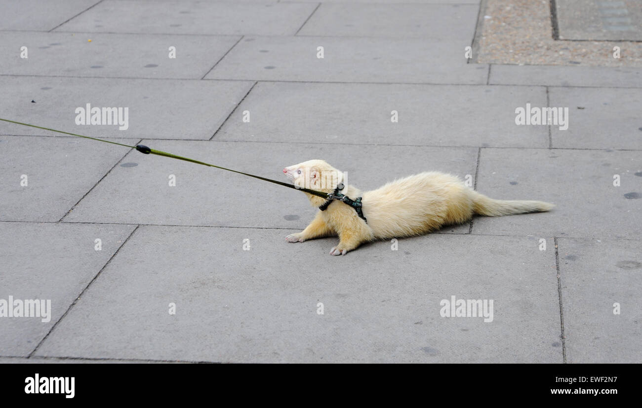 Quirky ferret hi-res stock photography and images - Alamy