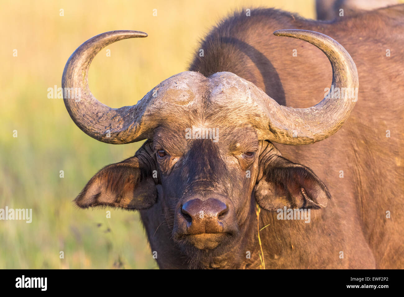 African buffalo staring at you Stock Photo - Alamy