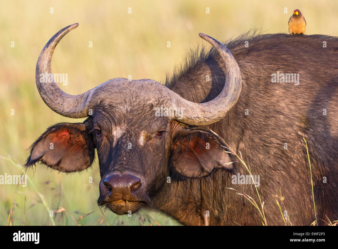 Watchful African buffalo with a yellow-billed oxpecker on the back ...