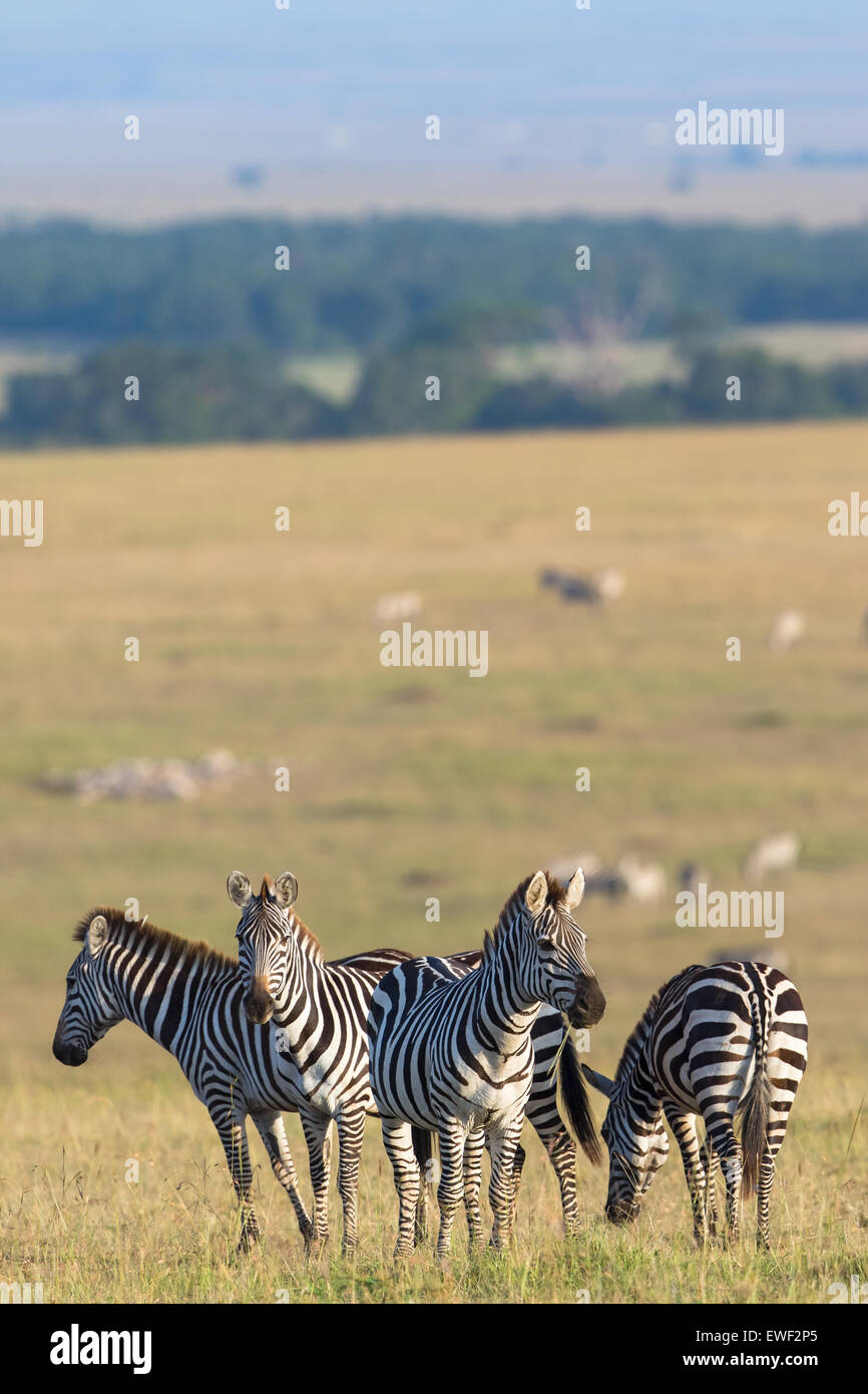 Zebras flock standing in the savannah and are watching Stock Photo - Alamy
