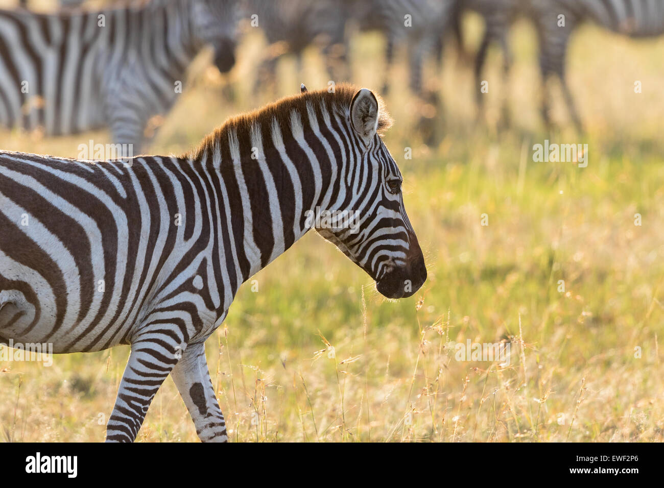 Zebra walking on the savannah Stock Photo - Alamy