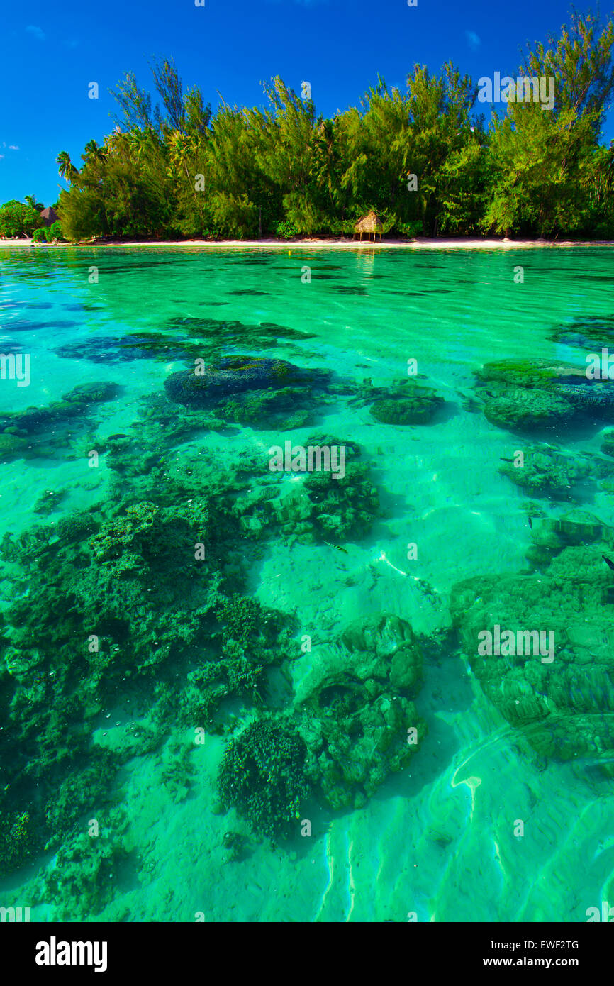 Tropical reef fish polynesia hi-res stock photography and images - Alamy