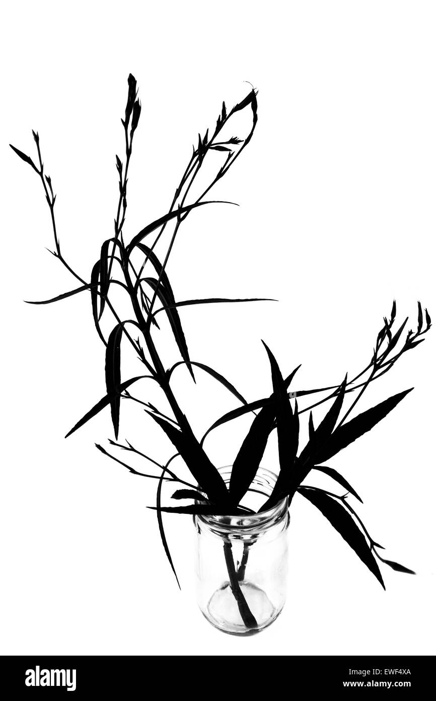 Black tree branch hi-res stock photography and images - Alamy