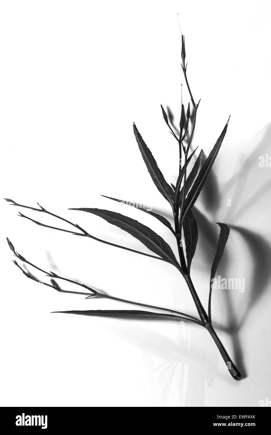 Shadows of tree branch on a white background Stock Photo - Alamy