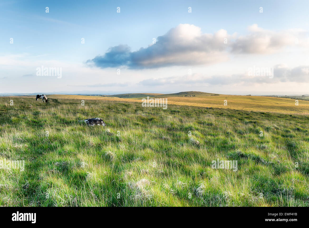 Grassy plains of Bodmin Moor in Cornwall Stock Photo - Alamy