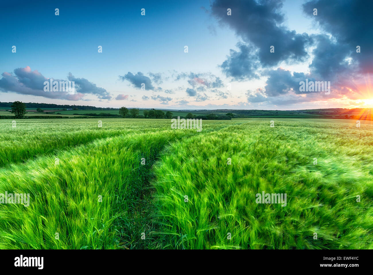 A field of fresh green barley growing in Cornwall Stock Photo - Alamy