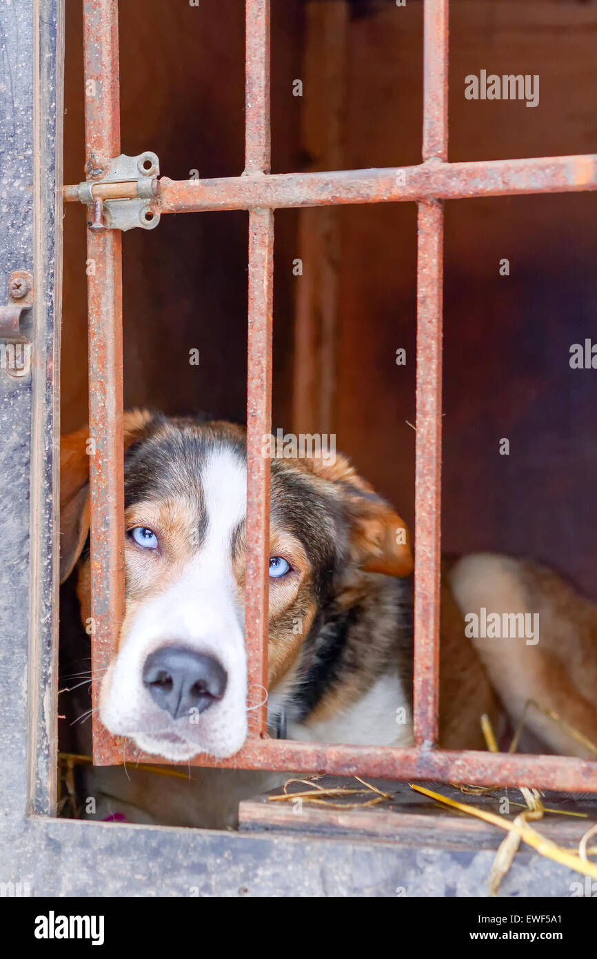 Sad dog with blue eyes behind bars Stock Photo - Alamy