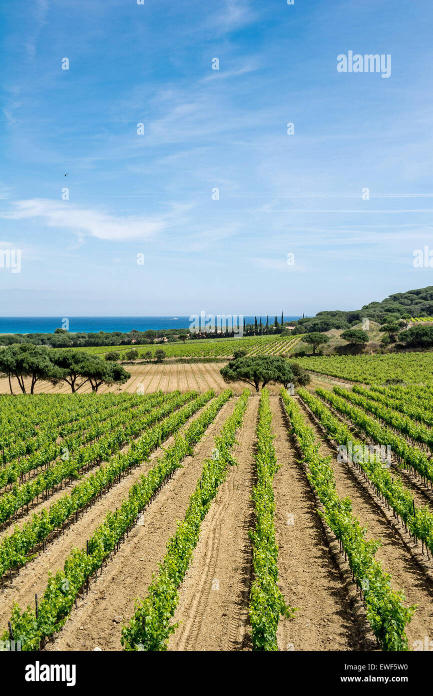 Ramatuelle (north-eastern France): rural landscape in the surrounding ...