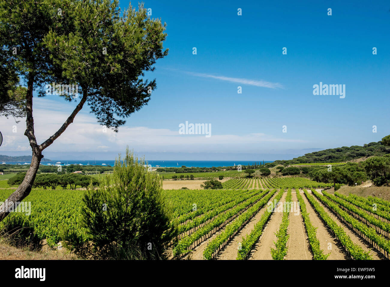 Ramatuelle (north-eastern France): rural landscape in the surrounding ...