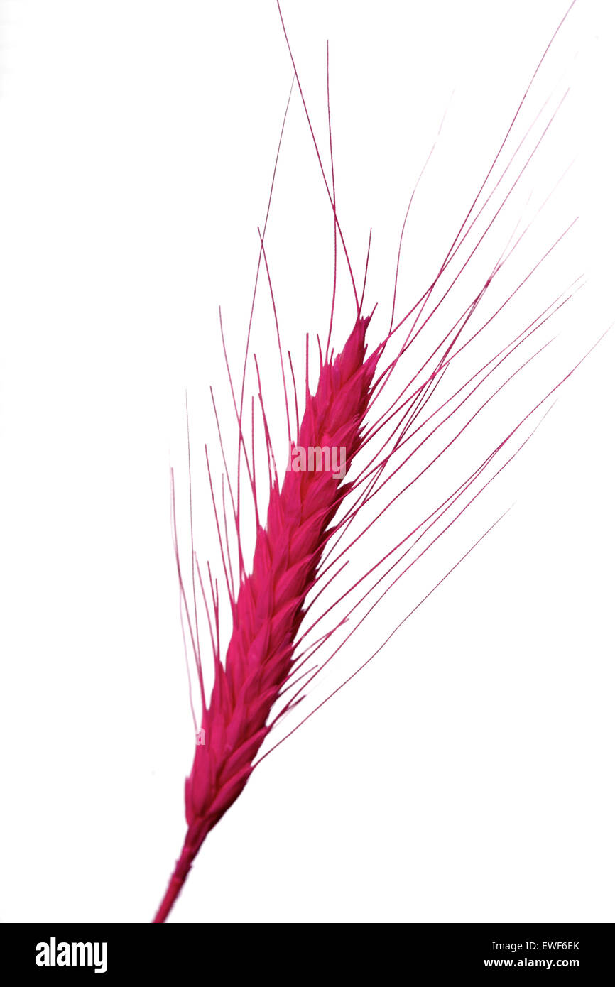 Ear barley grain color Cut Out Stock Images & Pictures - Alamy
