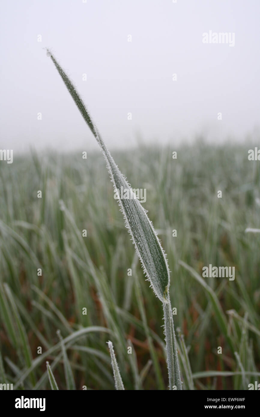 Frozen grass hi-res stock photography and images - Alamy