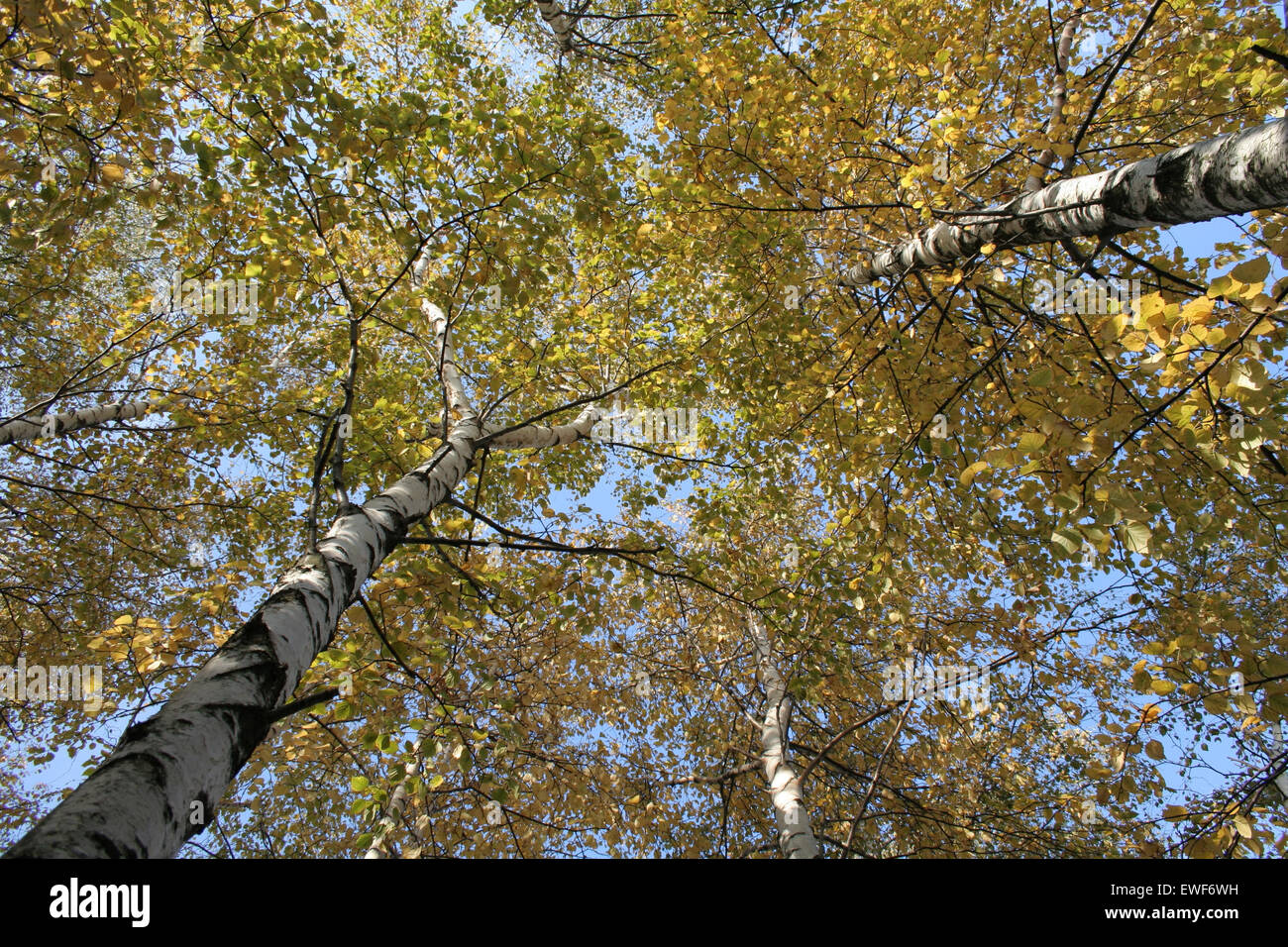 Gold in colors hi-res stock photography and images - Alamy