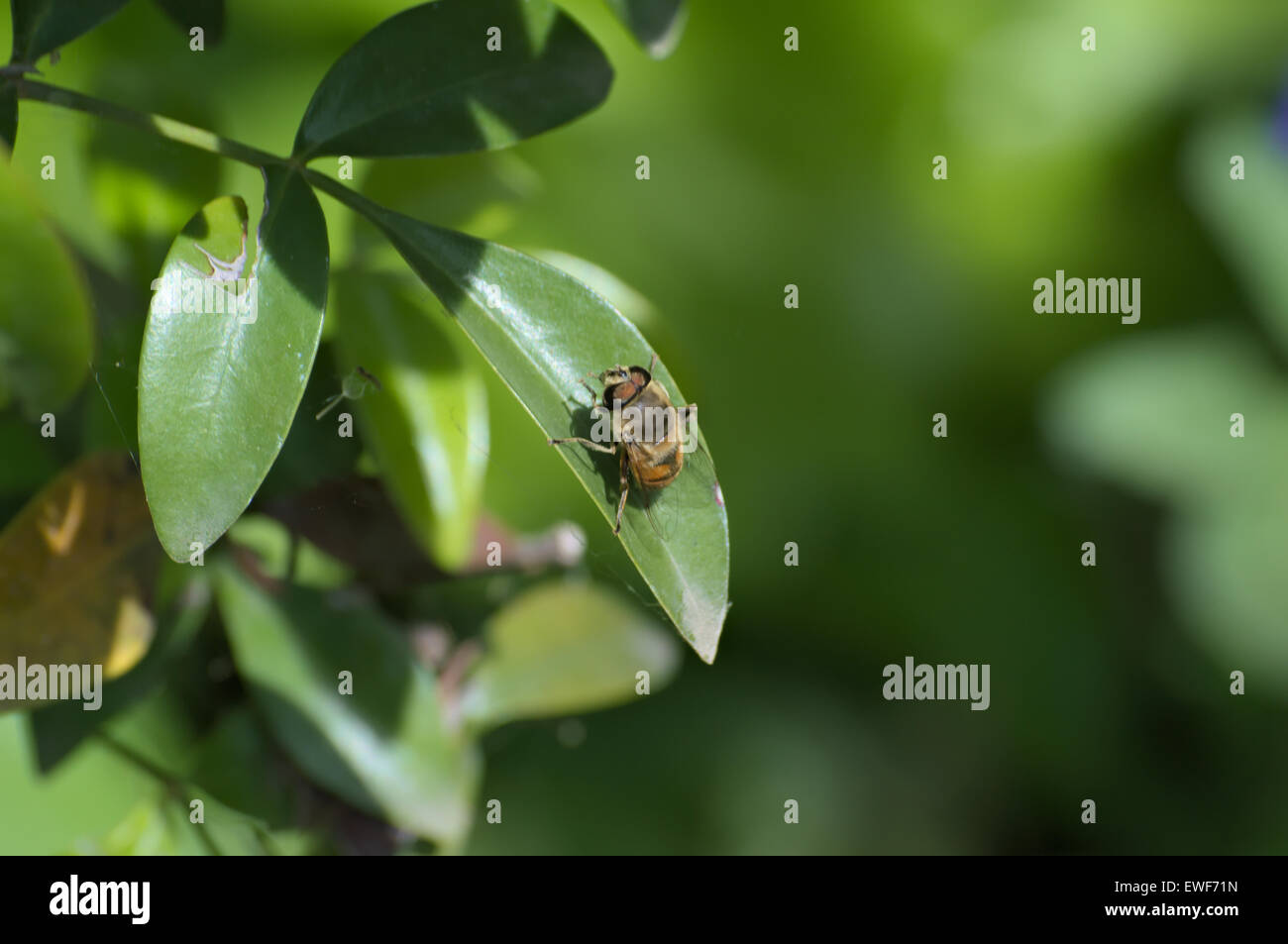 a small insect on leaf Stock Photo - Alamy