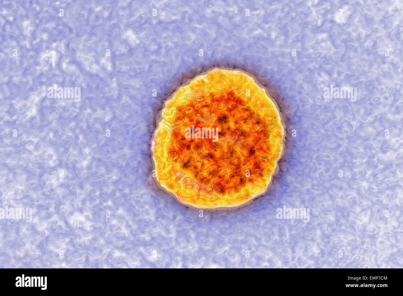 HEPATITIS C VIRUS Stock Photo - Alamy