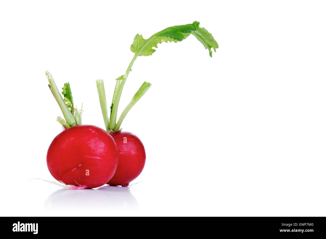 Close-up of raddish on white background Stock Photo - Alamy