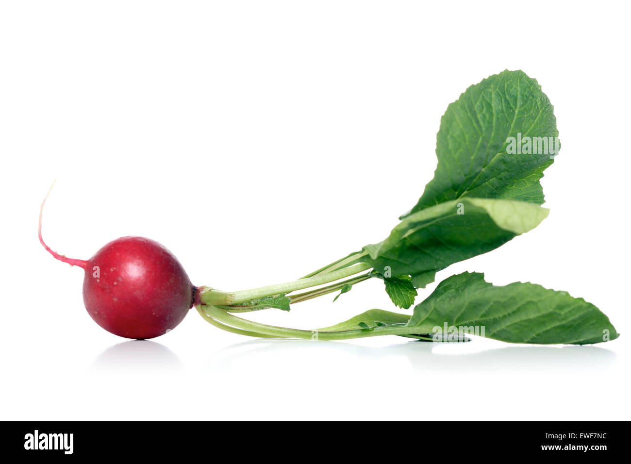 Raddish High Resolution Stock Photography and Images - Alamy