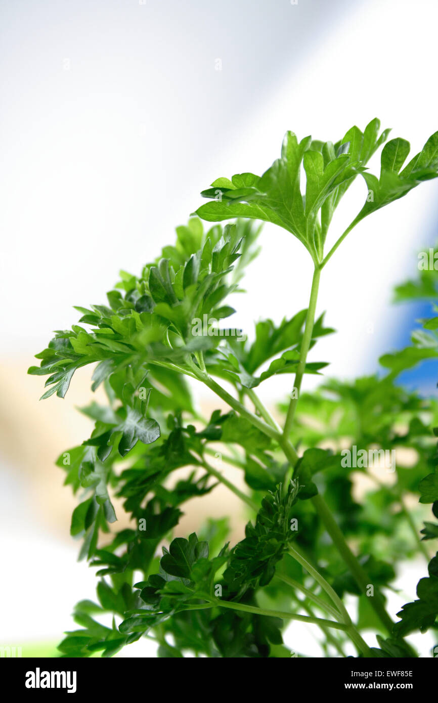 Branch of parsley hi-res stock photography and images - Alamy
