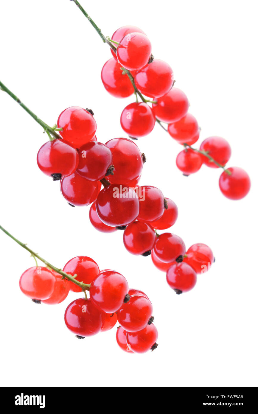 Studio close up branch hi-res stock photography and images - Alamy