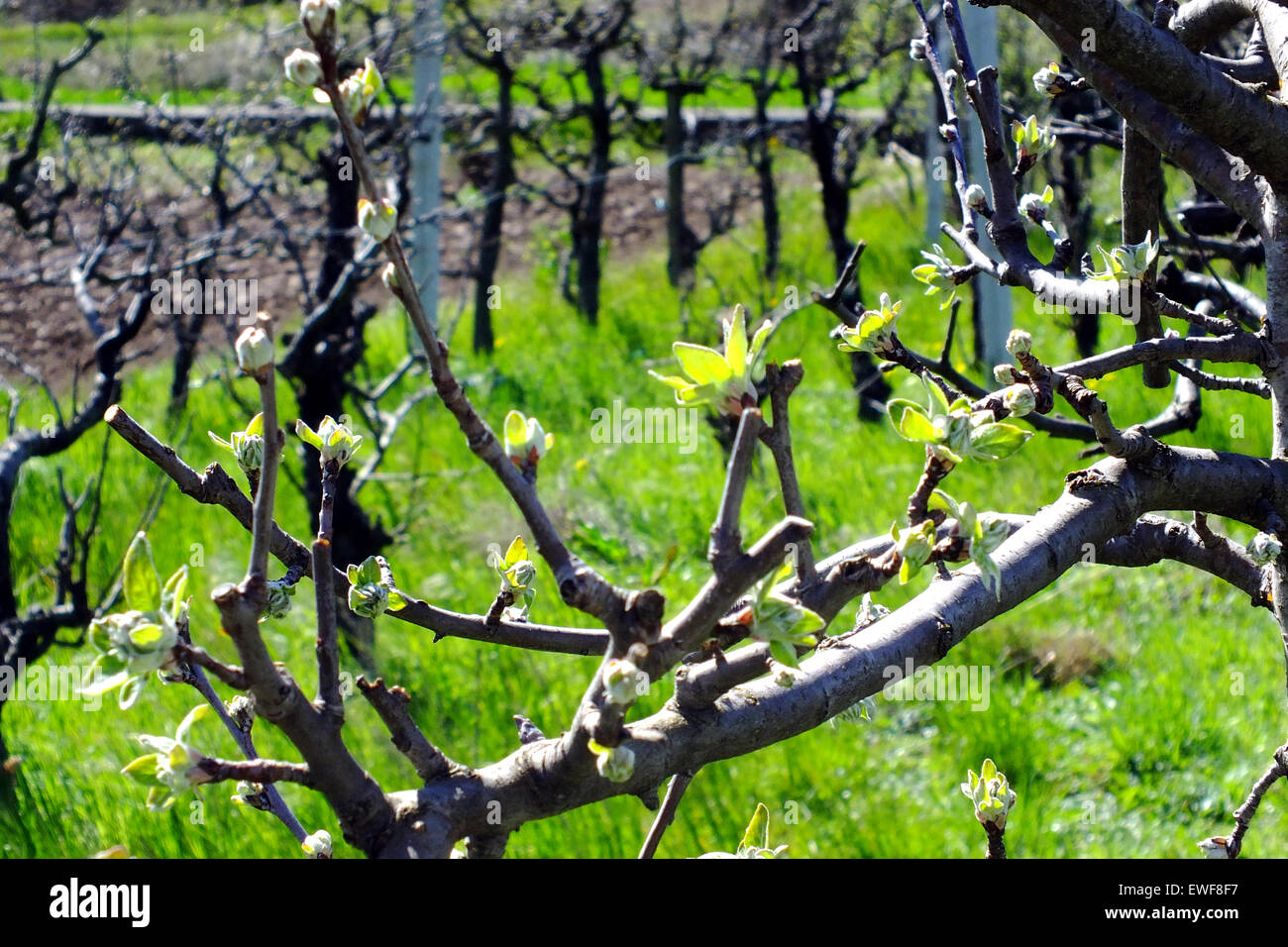 Grapevine Bud Stock Photos & Grapevine Bud Stock Images - Alamy