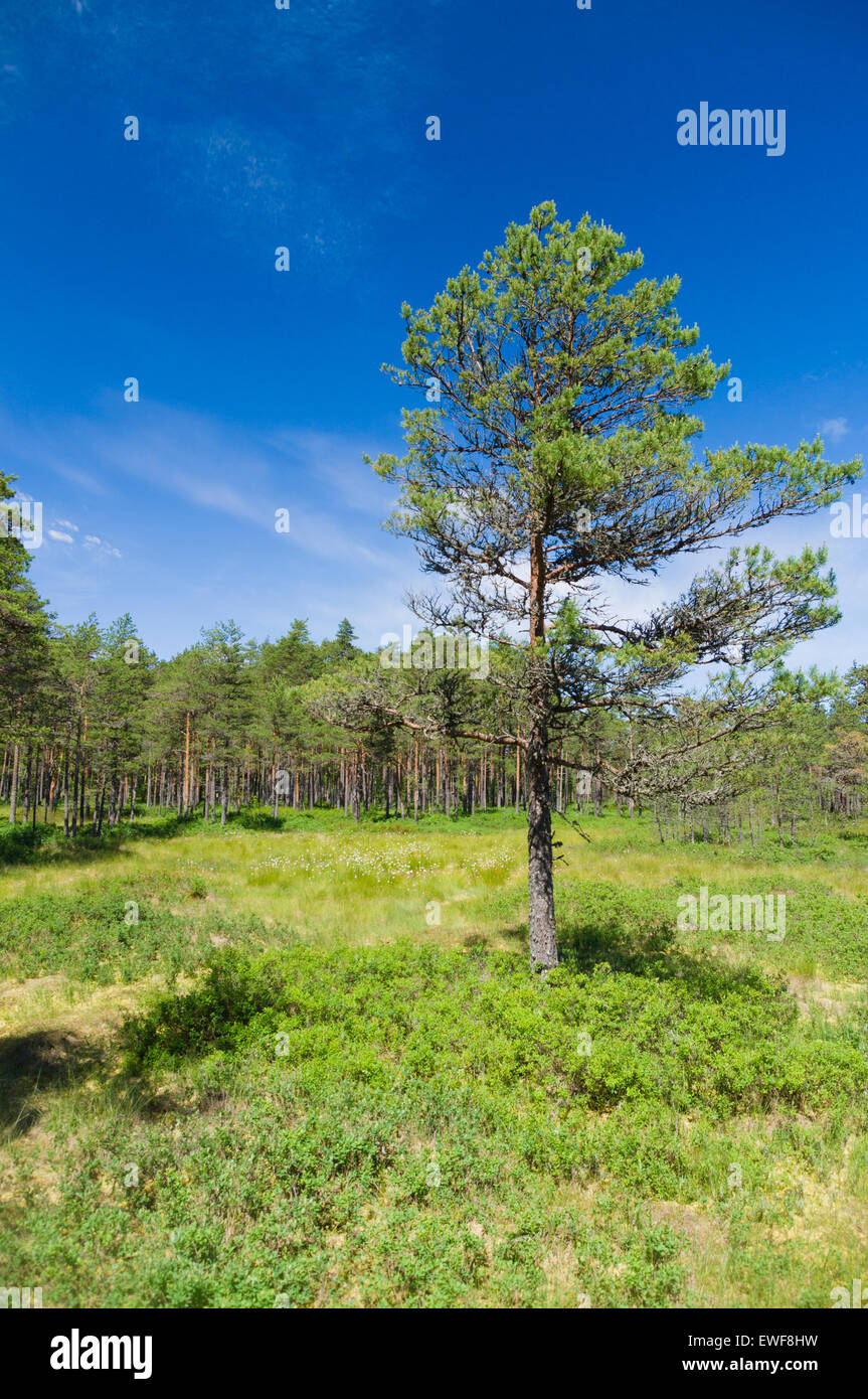 Pine tree against blue sky Stock Photo - Alamy