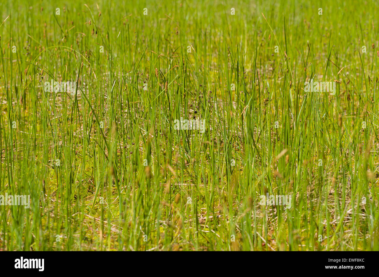 Fresh green grass in swamp, blurred background Stock Photo - Alamy