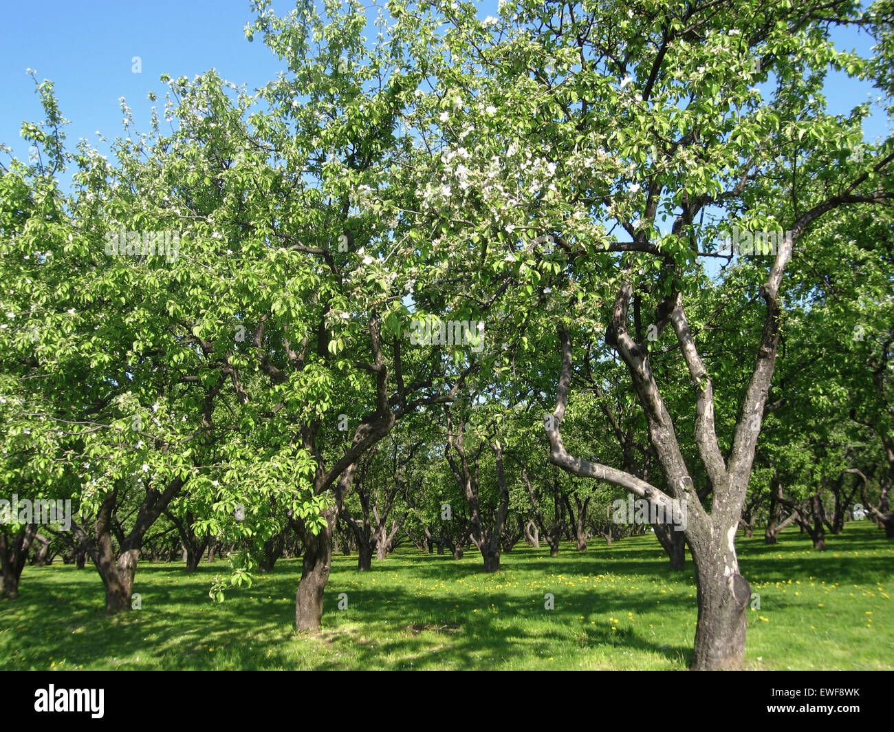 Apple garden in spring, green trees with flowers on green grass Stock ...