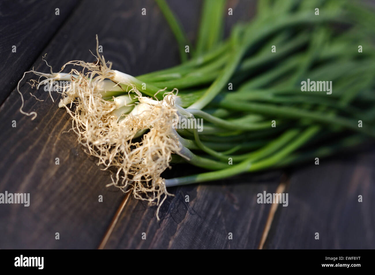 Studio shot of chive - close up Stock Photo - Alamy