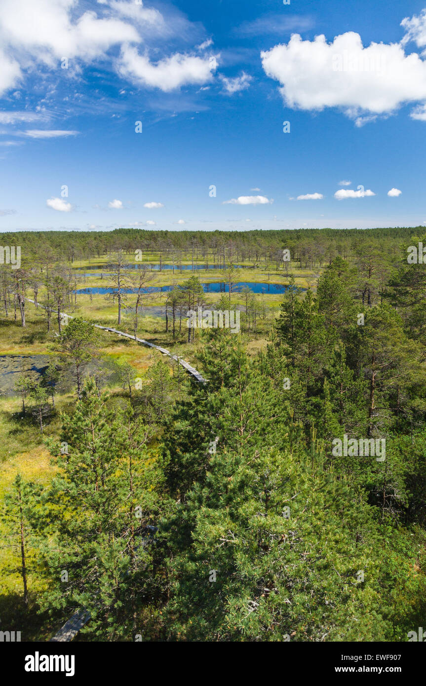 Viru bogs area on summer, aerial vertical view Stock Photo - Alamy