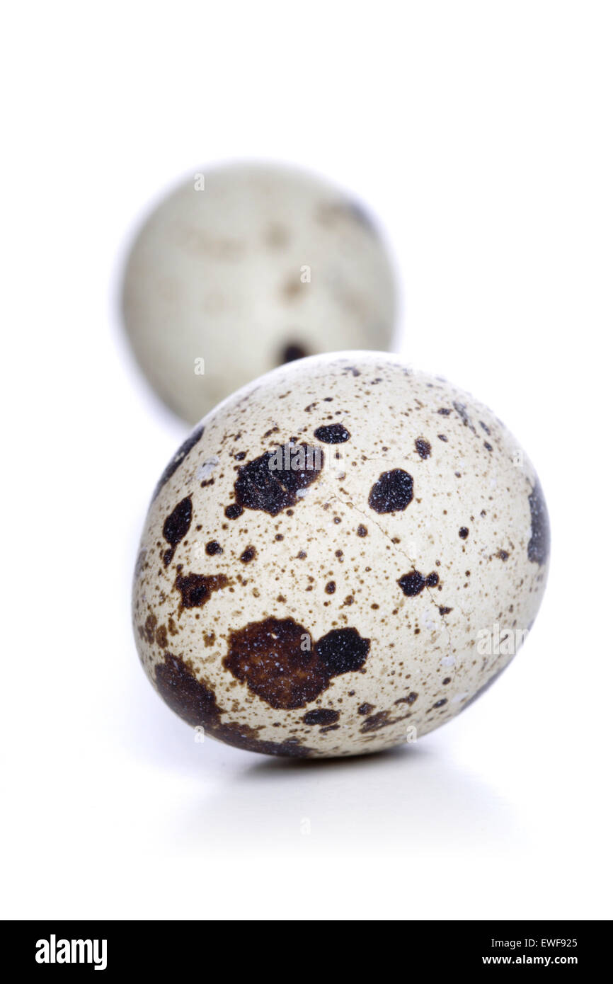 Studio shot small brown Cut Out Stock Images & Pictures - Alamy