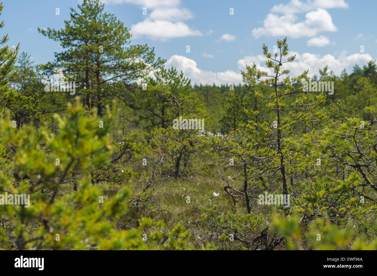 View through bog area thicket Stock Photo - Alamy