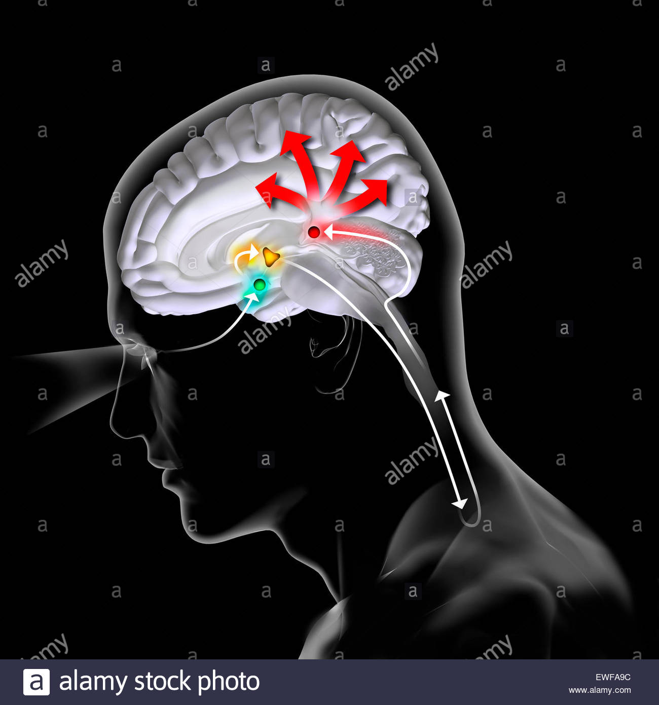 Pineal Gland Drawing Stock Photos & Pineal Gland Drawing Stock Images ...